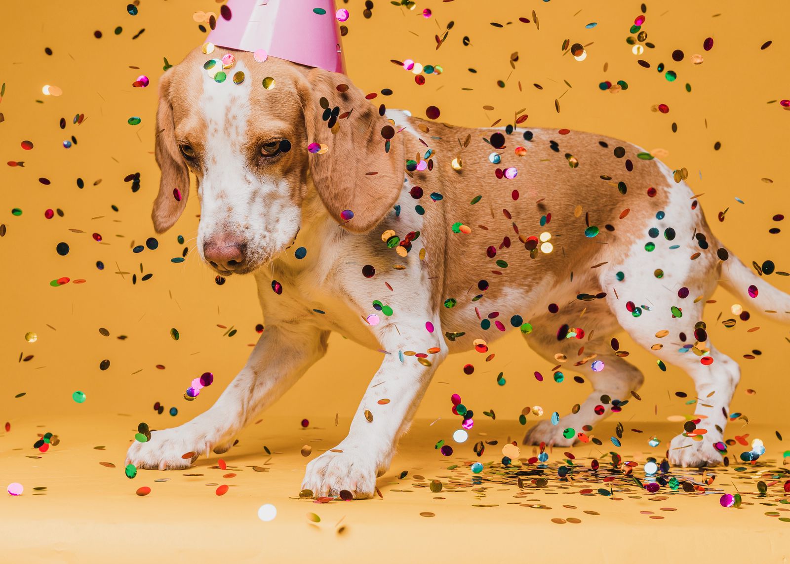 Brasília recebe bailinho de carnaval para pets - Curta Mais - Brasília