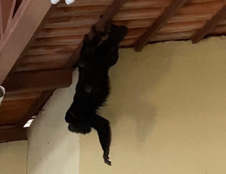 Macaco guariba invade casa no setor Jaó em Goiânia - Curta Mais - Goiânia