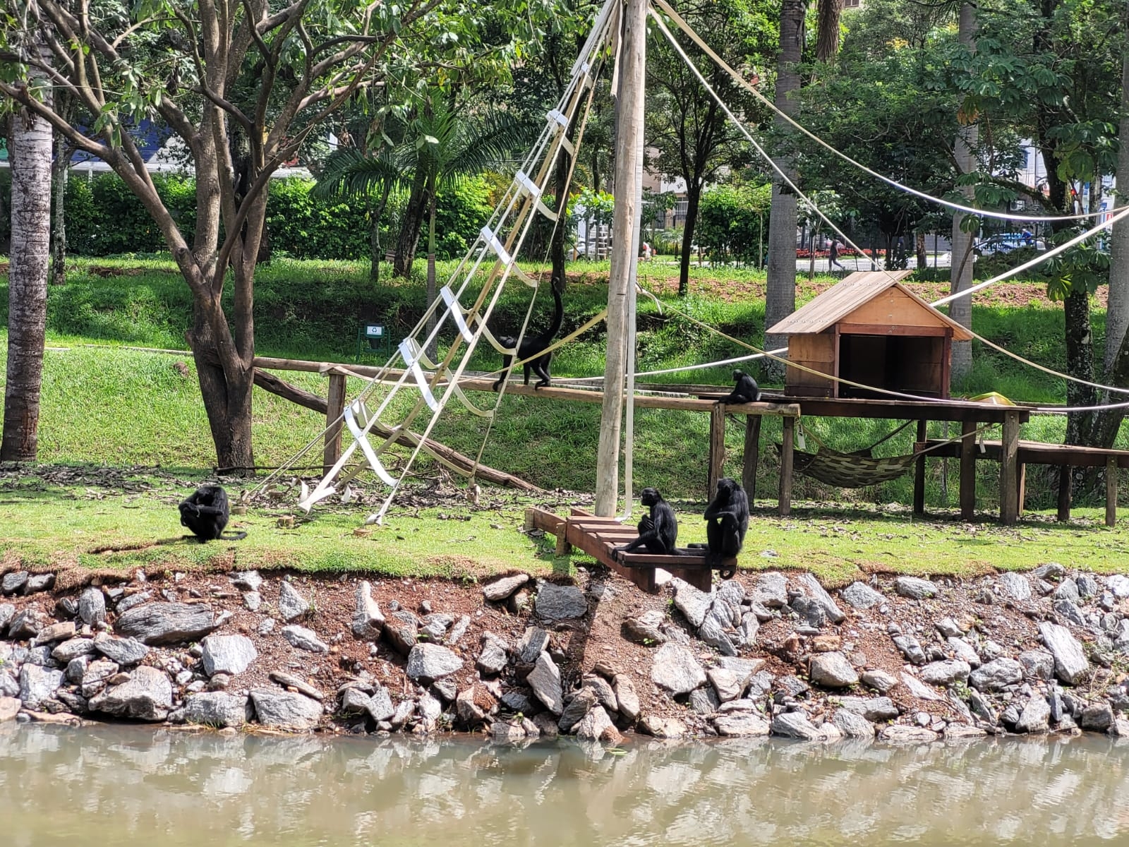 Macacos do Zoológico de Goiânia ganham novas ilhas - Curta Mais - Goiânia