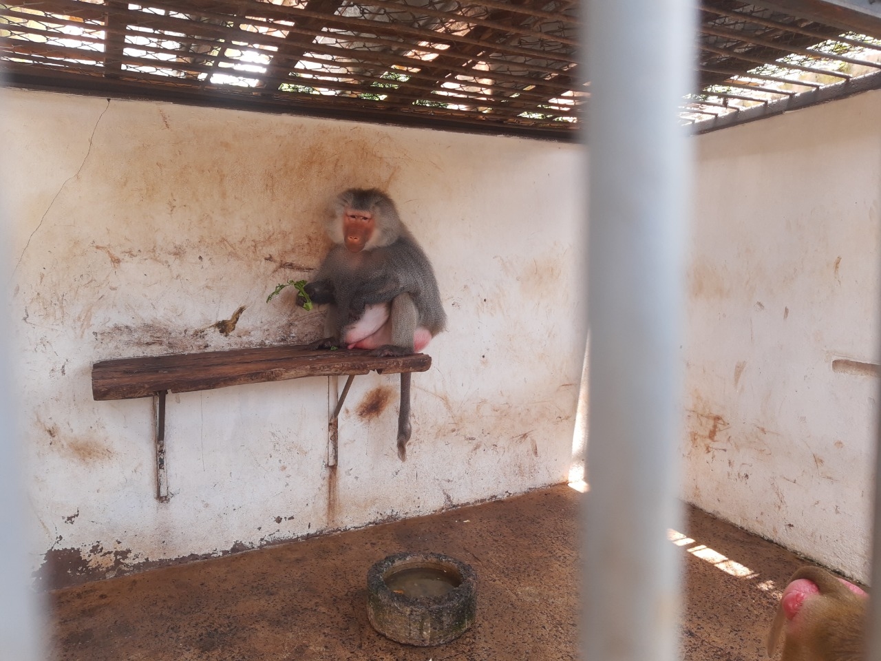 Zoológico de Goiânia recebe dois macacos da espécie babuíno-sagrado ...