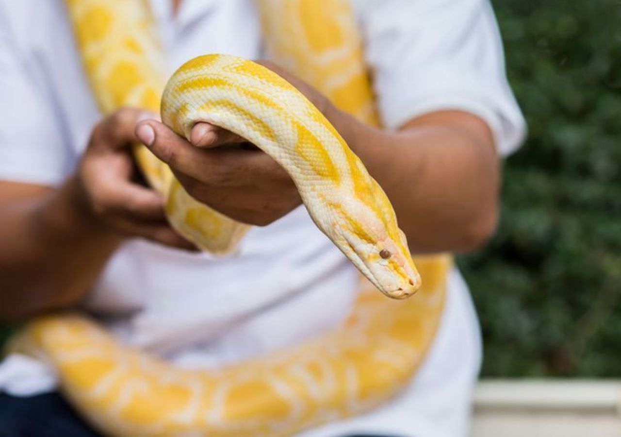 Pets exóticos: como cuidar com responsabilidade de animais diferentes ...