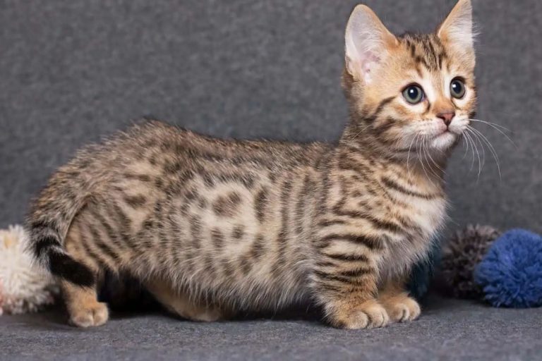 Conheça o Gato Munchkin: o charme adorável que conquistou as redes ...
