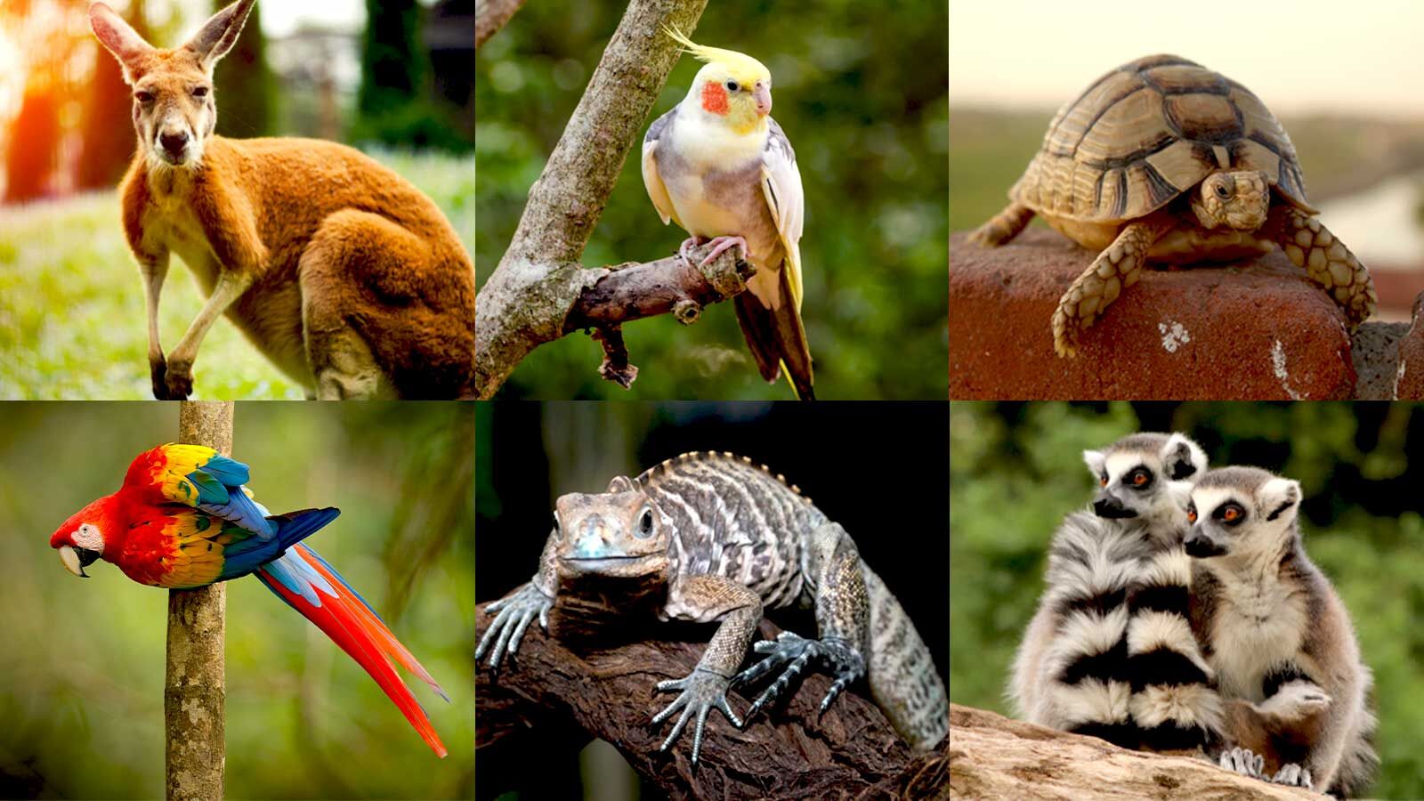 Descubra qual é o pet exótico mais procurado do Brasil - Curta Mais ...