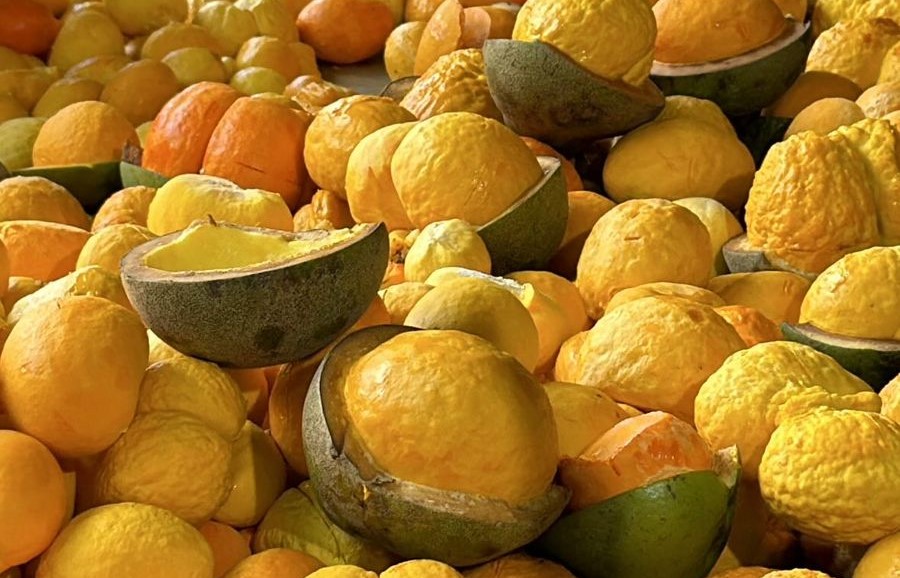 Produção de pequi bate recorde em Goiás - Curta Mais - Goiânia