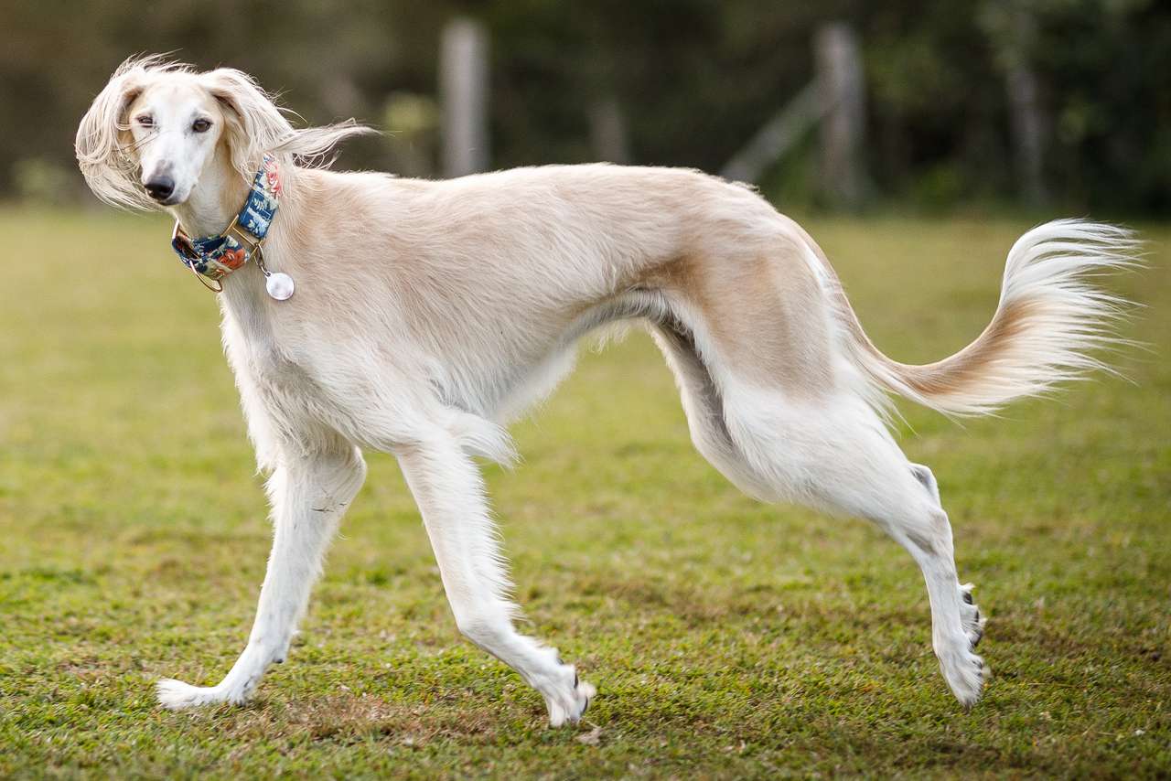 A raça de cachorro exótica que está conquistando os amantes dos pets no ...