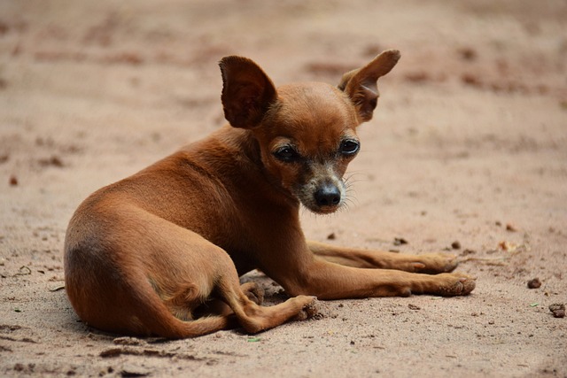 Os 10 cachorros preferidos dos brasileiros - Curta Mais - Goiânia