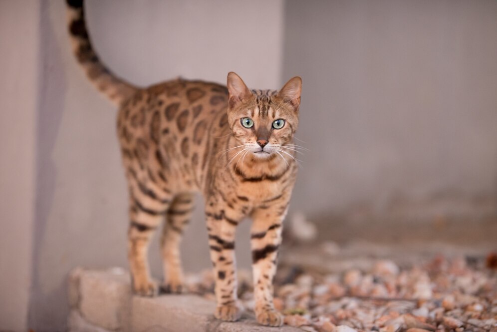 Conheça o gato que parece um mini tigre e está virando febre entre os ...