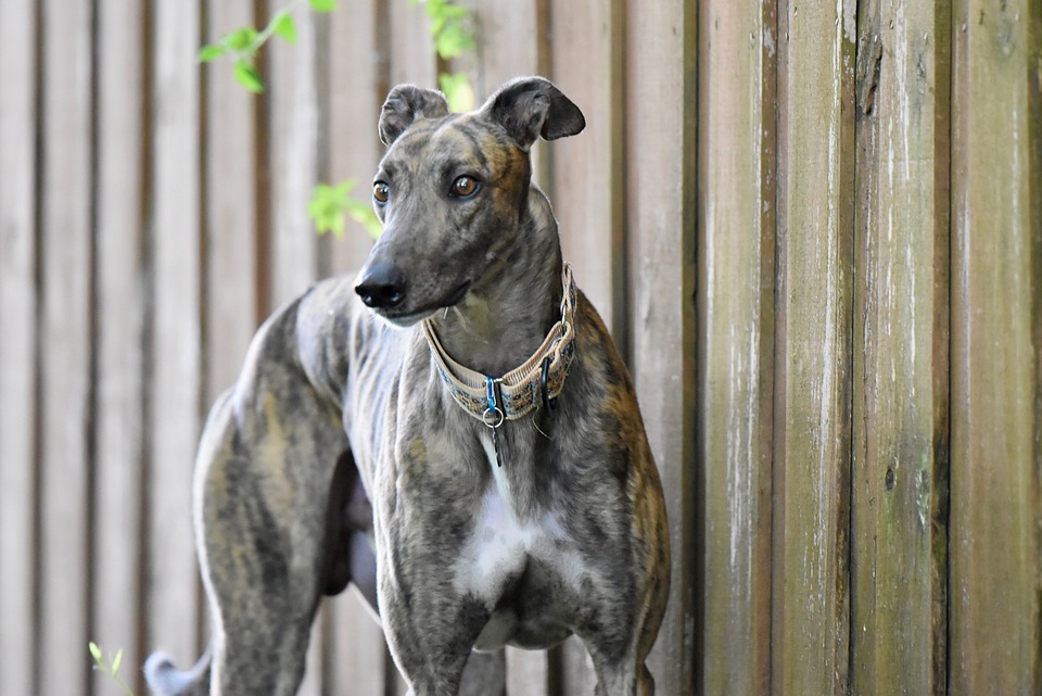 Guinefort: o cachorro que virou santo na Idade Média; entenda - Curta ...