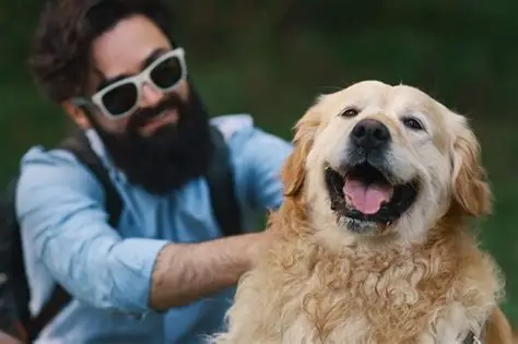 Cachorro ideal para cada perfil de dono: como escolher o companheiro ...