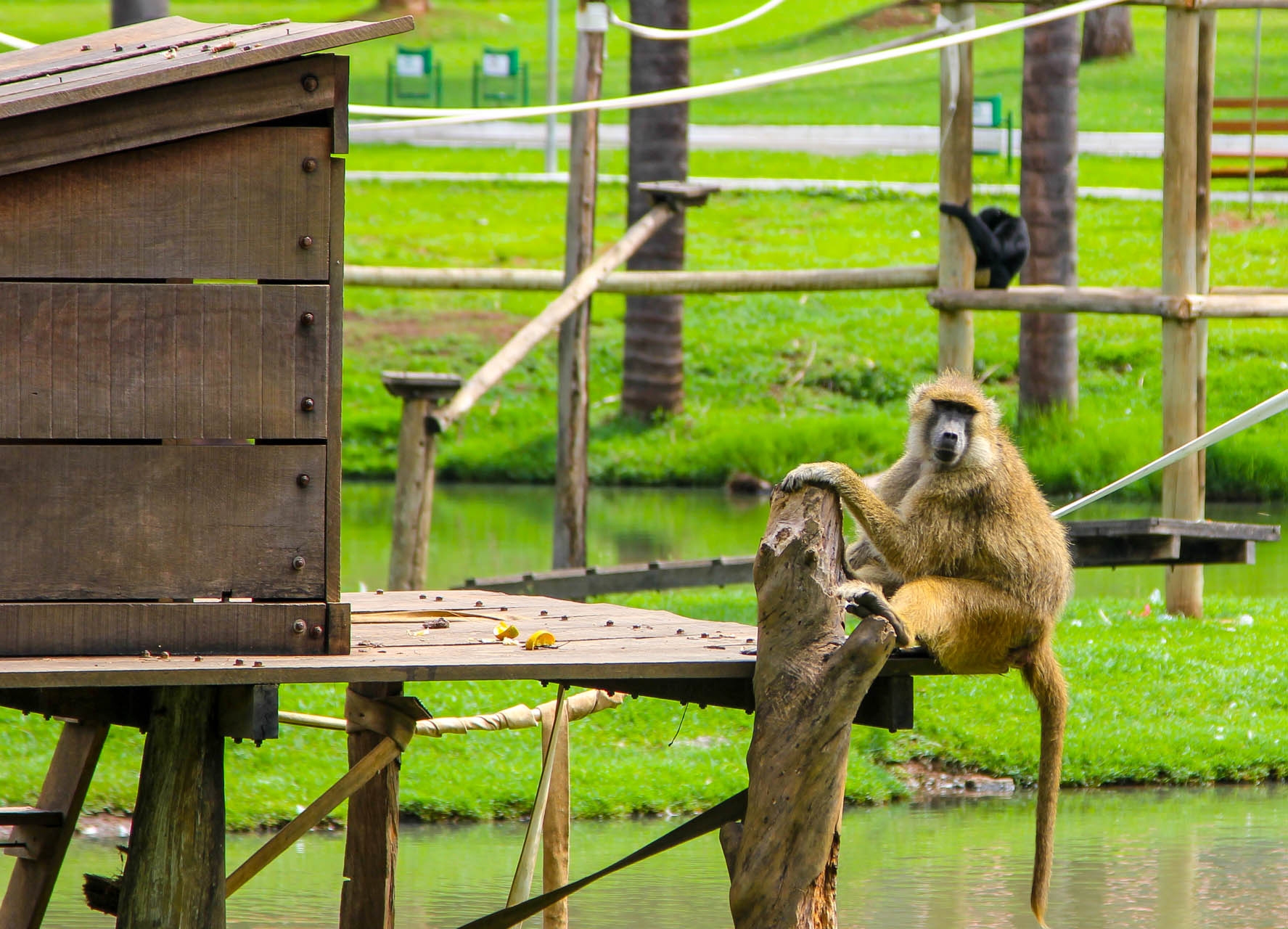 Zoológico de Goiânia é interditado devido a morte de macaco por febre ...