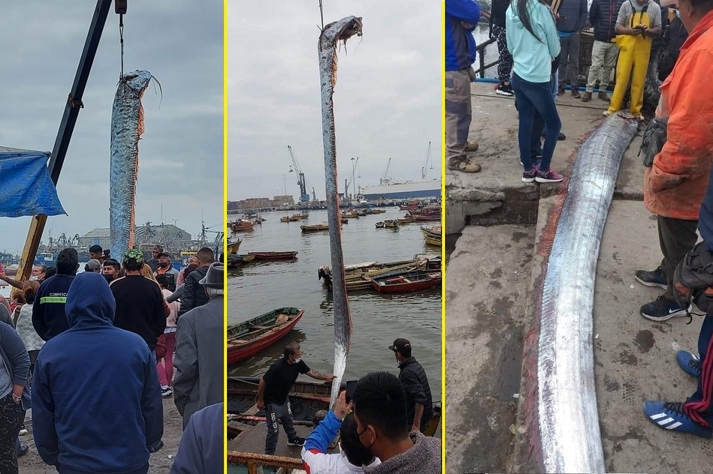 Peixe gigante ''que anuncia terremoto'' é pescado e provoca medo no ...