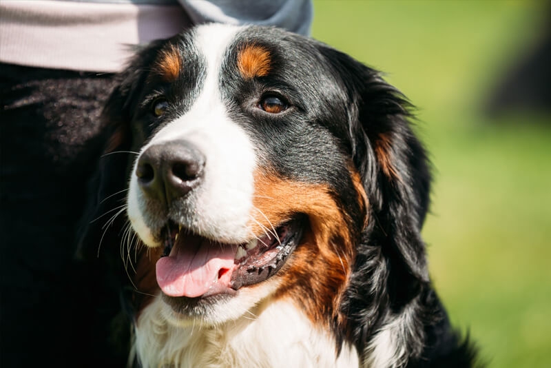 Goiânia recebe encontro de cães da raça Bernese no fim de semana ...